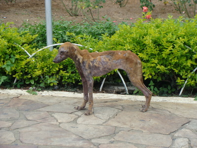 Animais doentes circulam livremente nas ruas de Vitória da Conquista ...